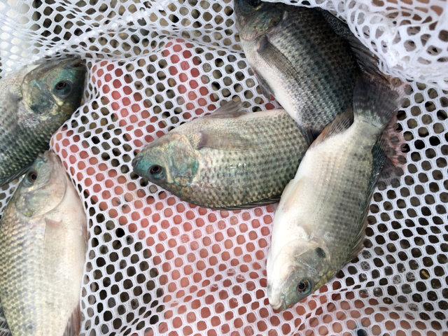 Fish and Plants, Working Together: UNH Launches Aquaculture Farming ...